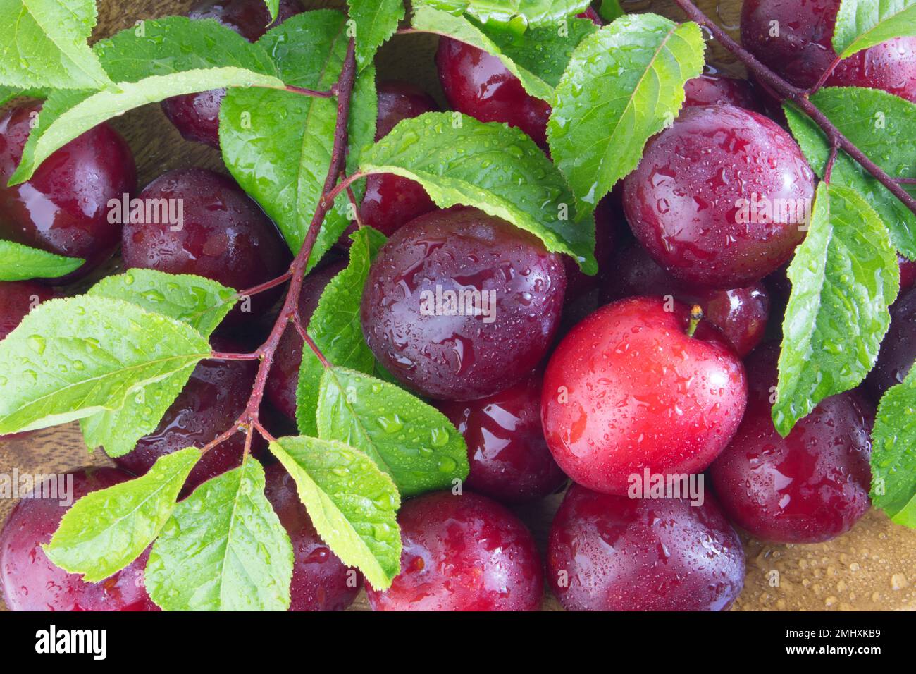 Fresh plums with leaves and water drops, macro photo. Texture ...