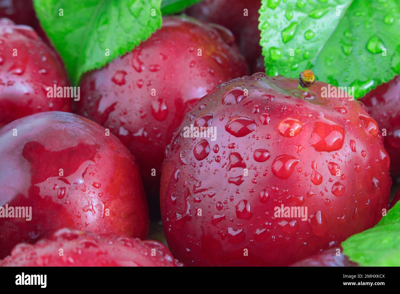 Fresh plums with leaves and water drops, macro photo. Texture ...
