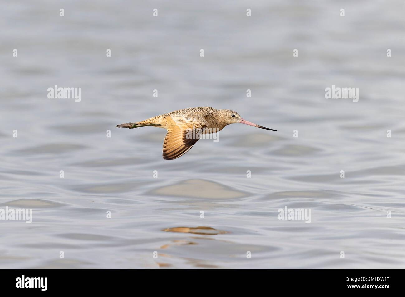 Marbled godwit limosa fedoa hi-res stock photography and images - Alamy