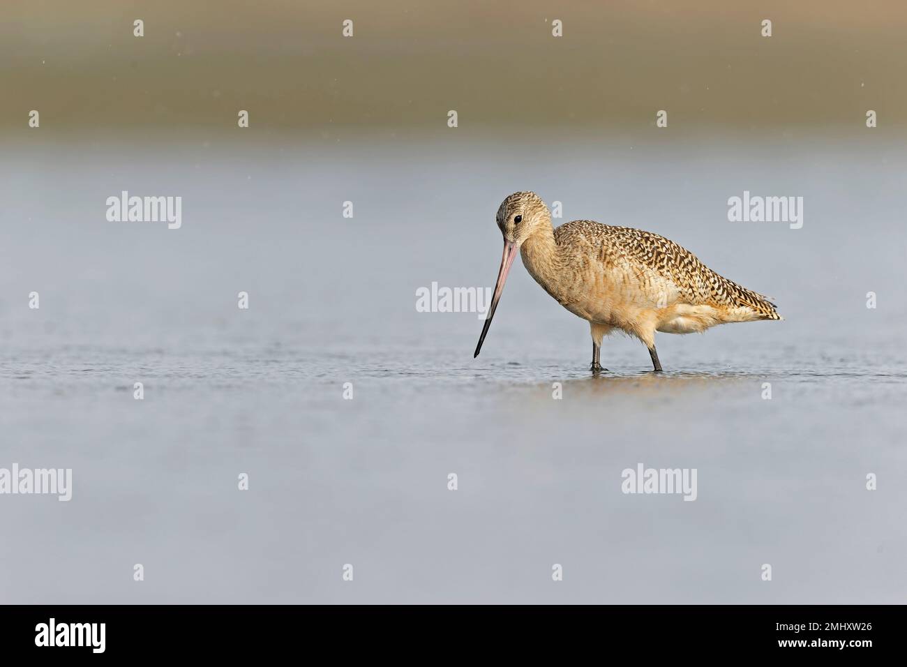 Limosa fedoa hi-res stock photography and images - Alamy