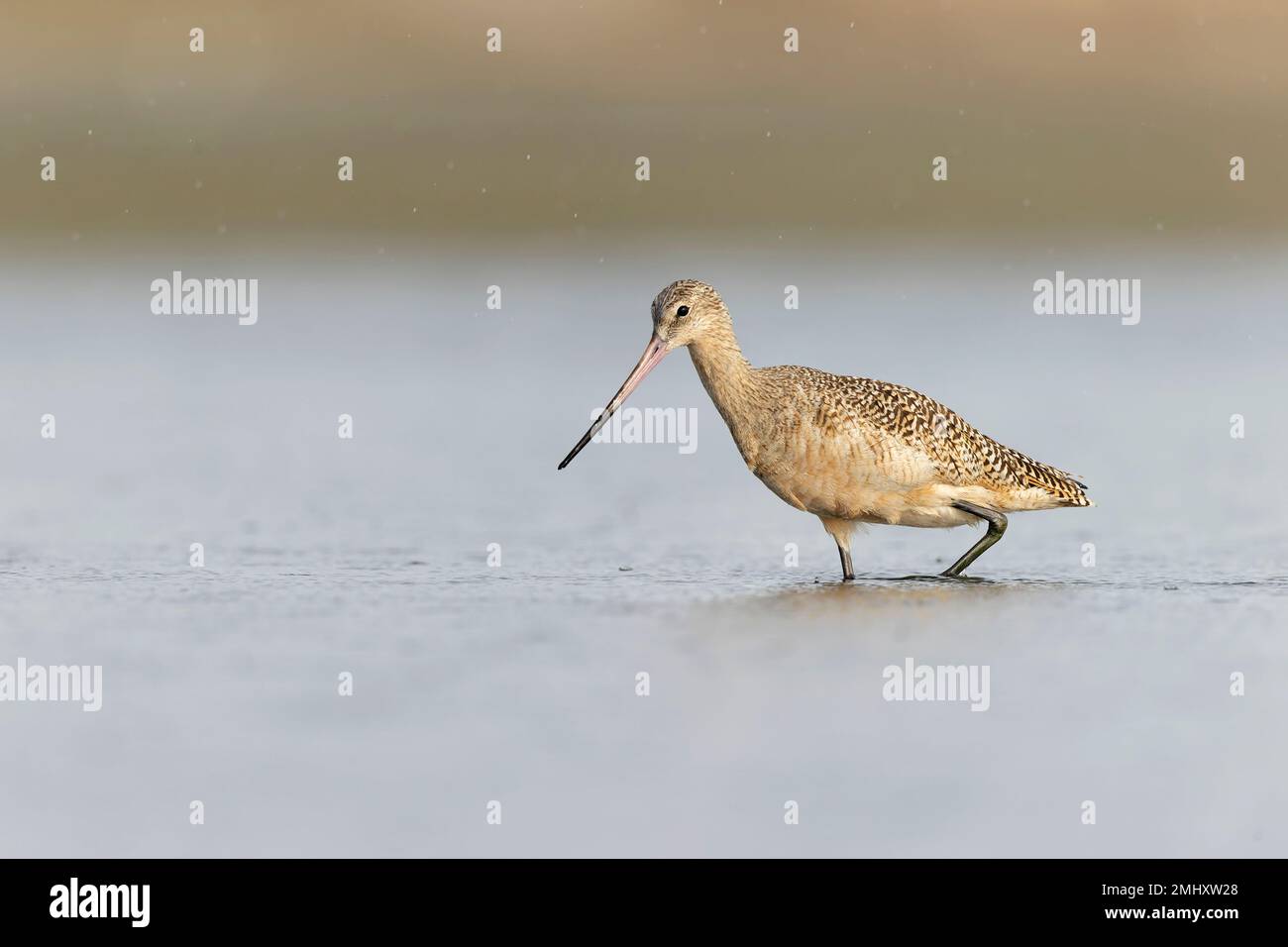Limosa fedoa hi-res stock photography and images - Alamy