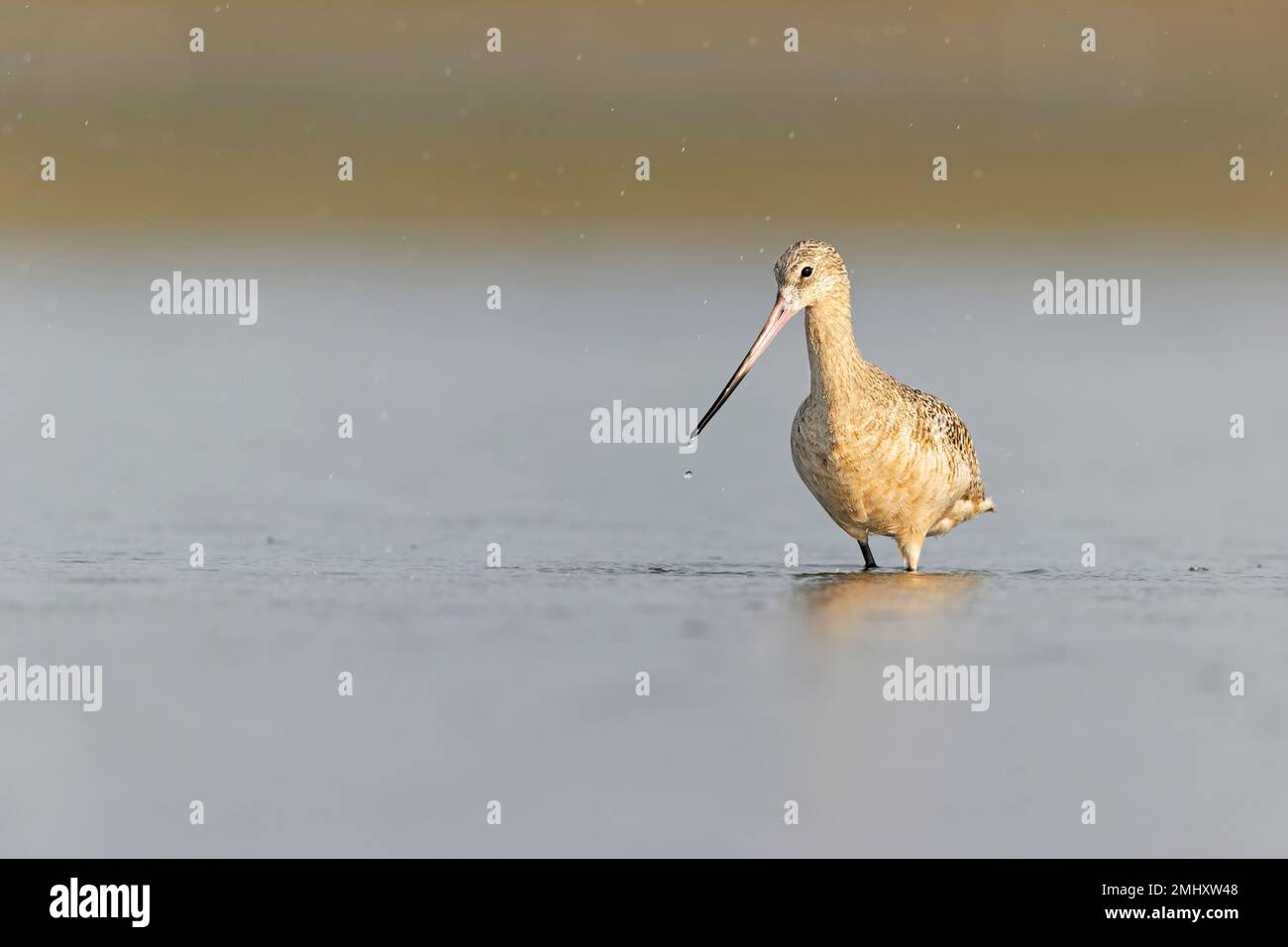 A marbled godwit (Limosa fedoa) foraging at the wetlands of Texas South ...