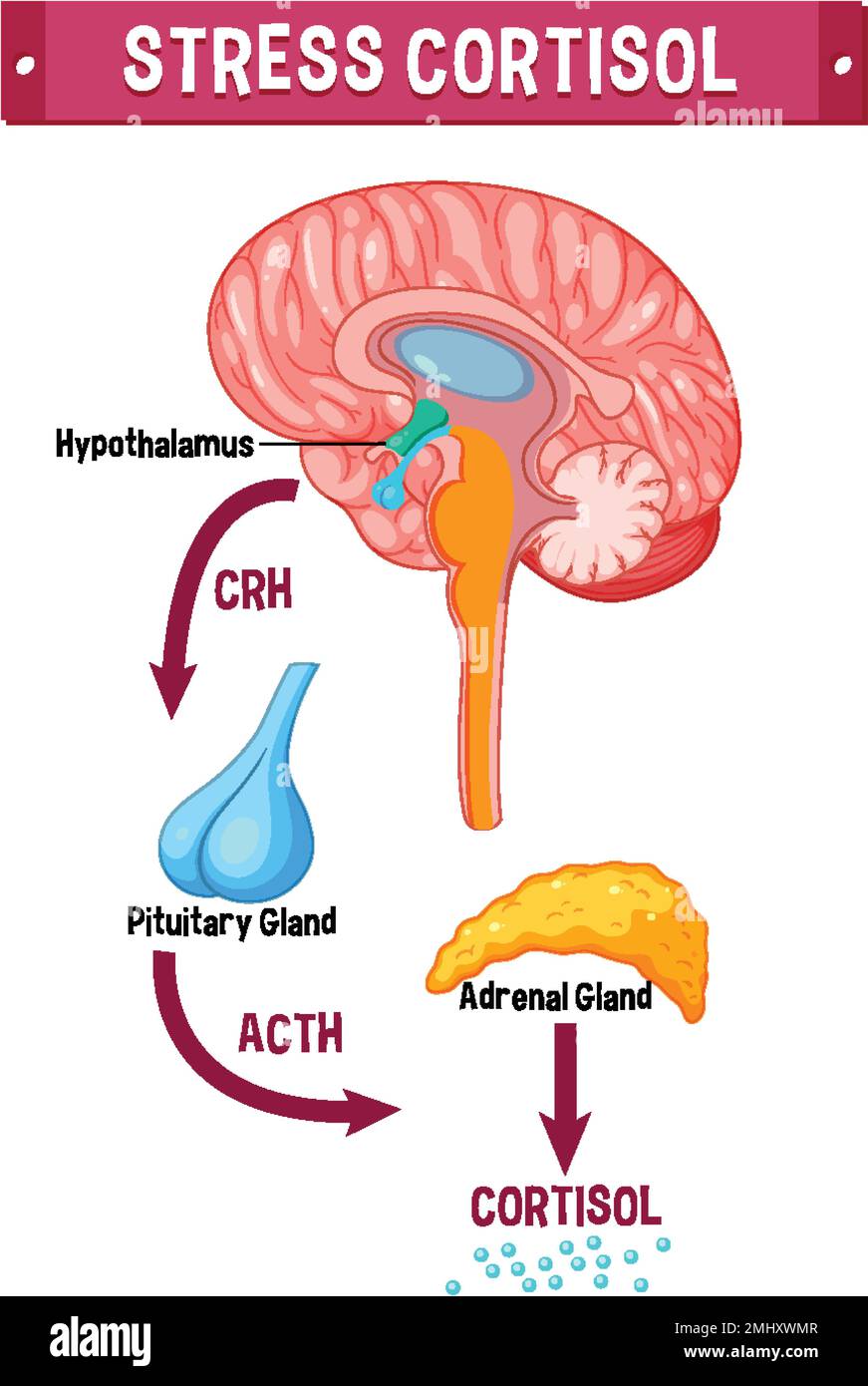 Stress Cortisol System Scheme Illustration Stock Vector Image And Art Alamy