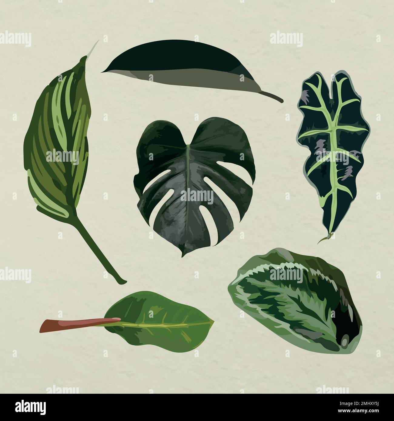 Calathea vittata leaf Stock Vector Images - Alamy