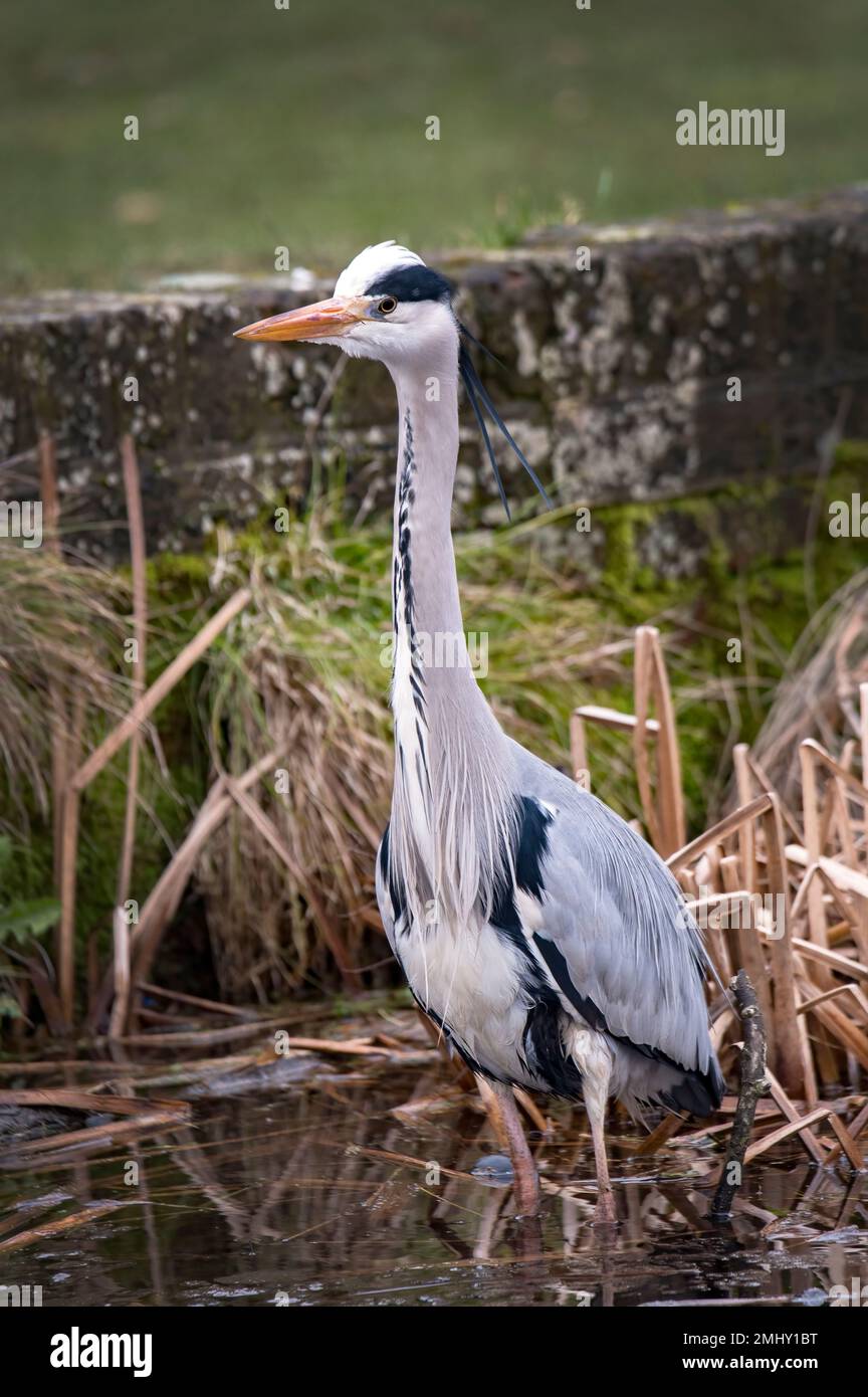 Grey Heron on the lookout for food on a cold January morning Stock ...