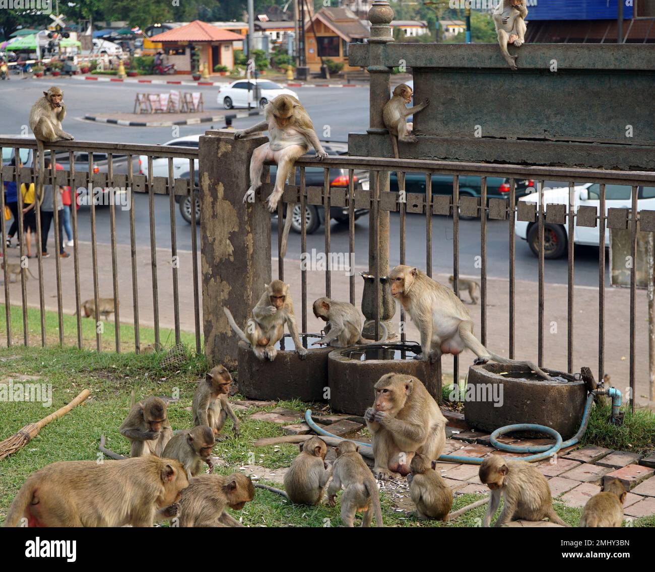 This March 16, 2019 photo shows local monkeys gathering at Phra Prang ...