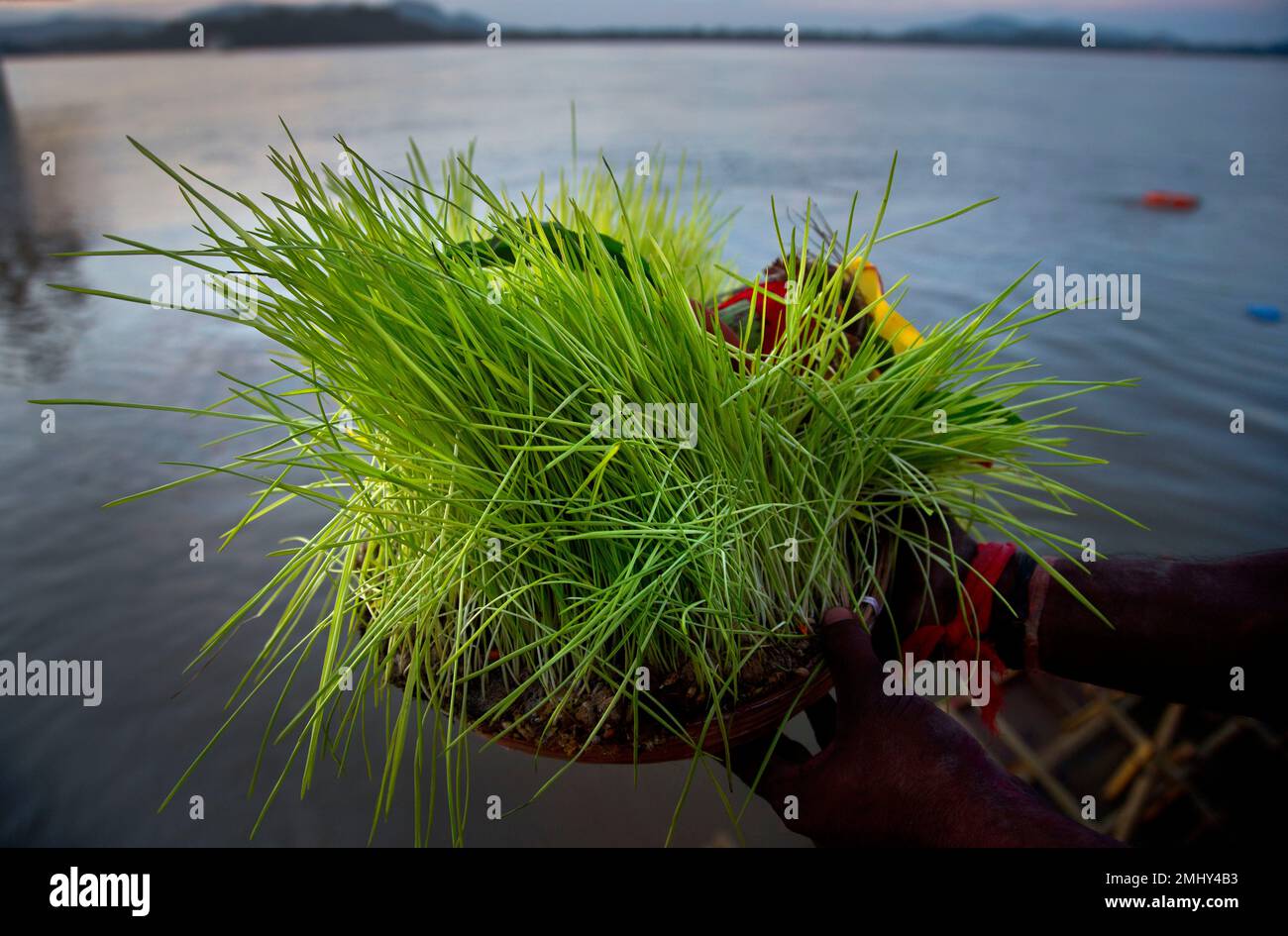 An Indian devotee prepares to throw paddy saplings in an earthen pot ...