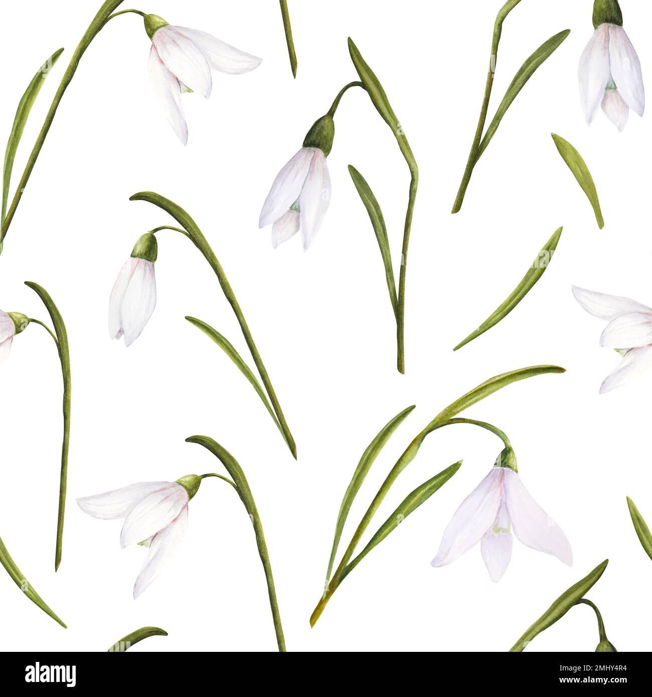 Seamless pattern with watercolor illustration of snowdrops on white ...