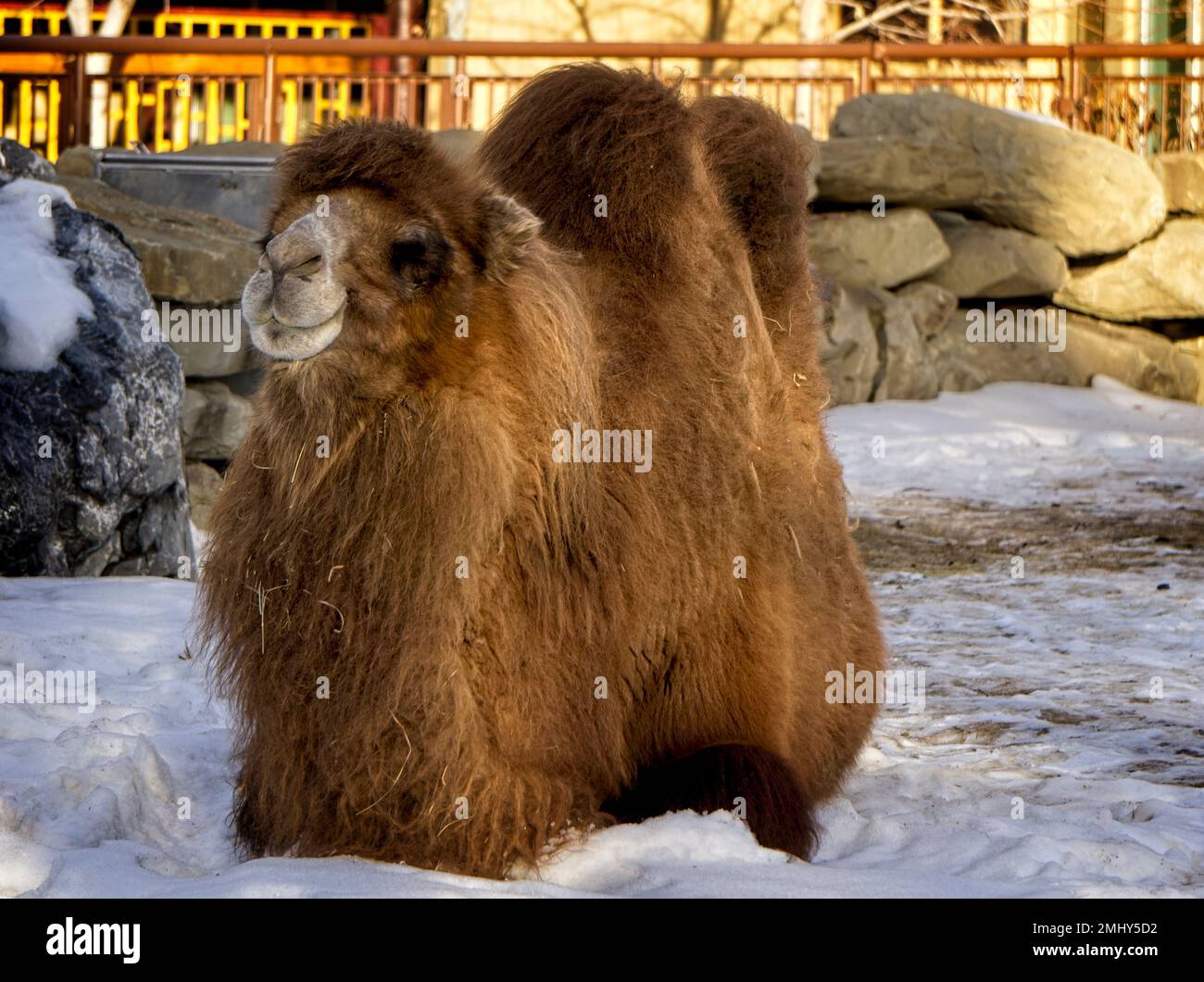 Bactrian Camel Calgary Zoo Alberta Stock Photo - Alamy