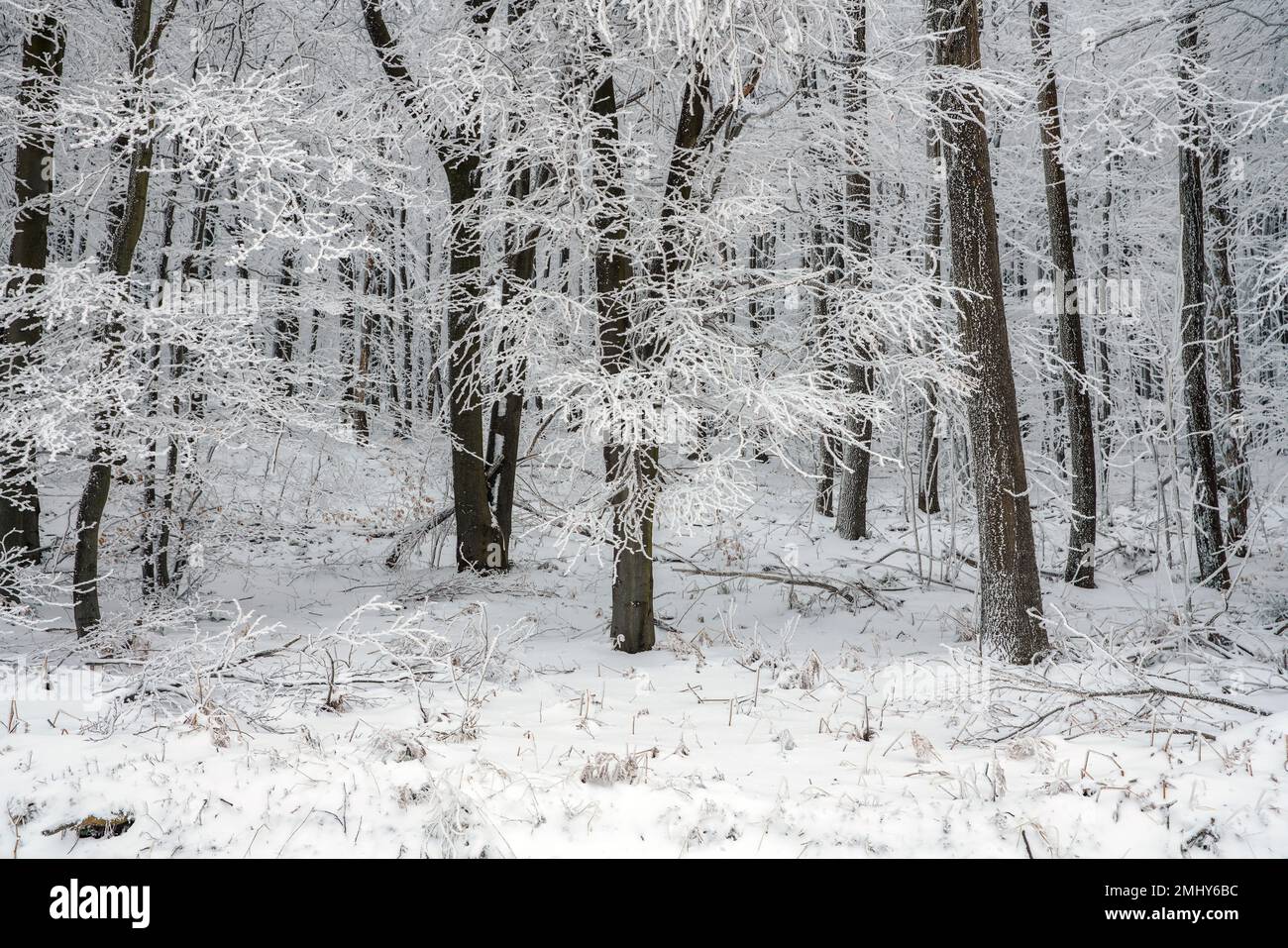 Mountain landscapes in winter with frozen trees and snow Stock Photo ...