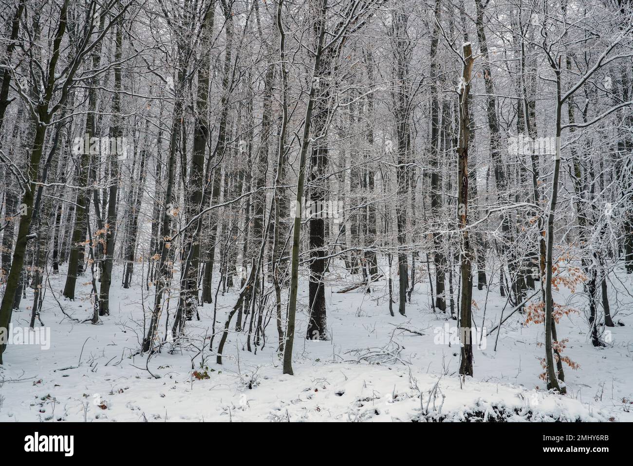 Mountain landscapes in winter with frozen trees and snow Stock Photo ...