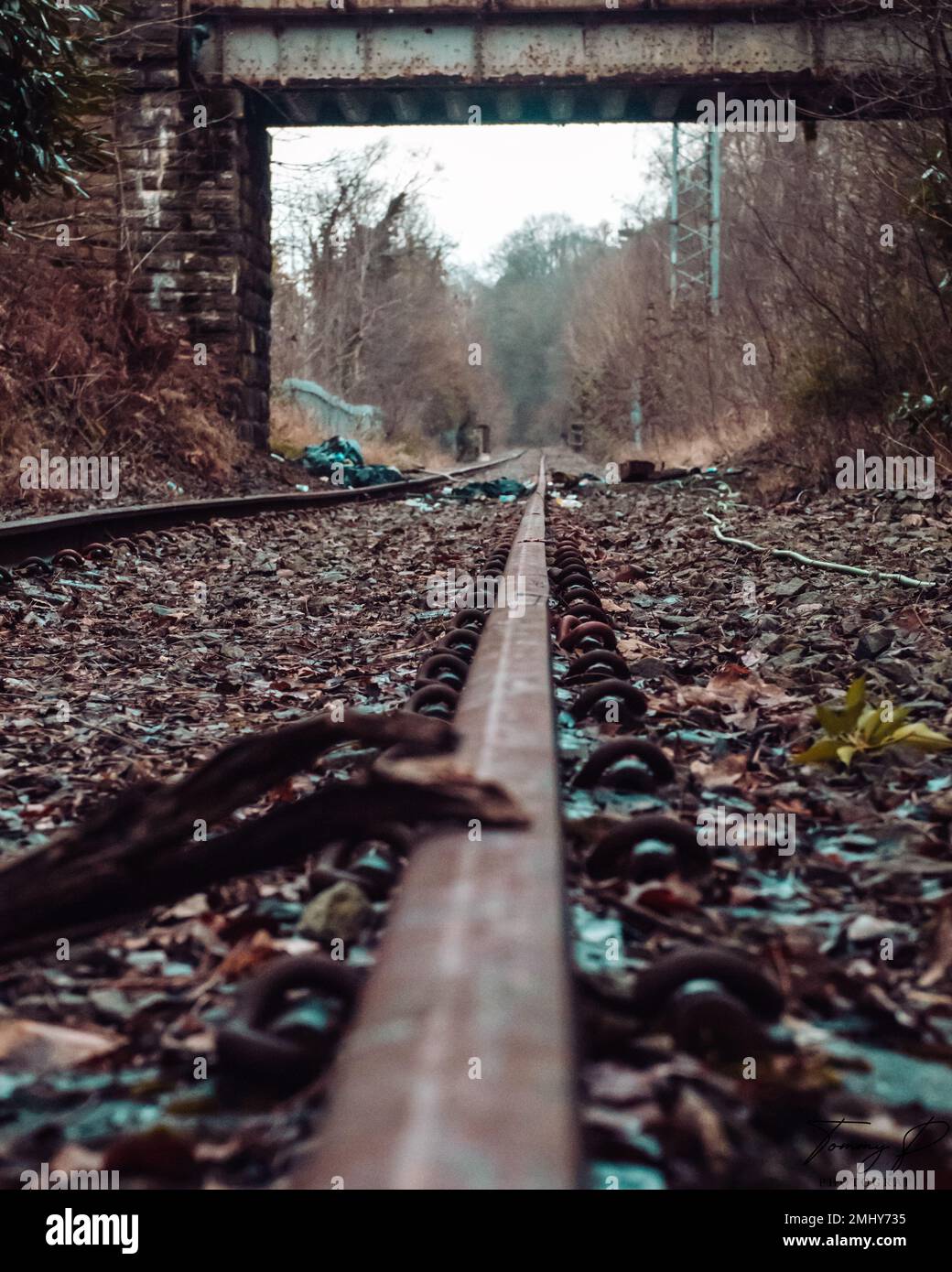 Path through arch bushes hi-res stock photography and images - Alamy