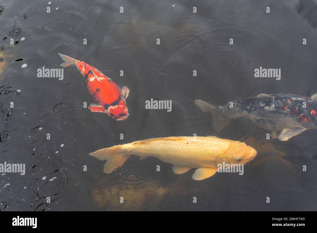 a collection of koi goldfish in a freshwater pond landscape Stock Photo ...
