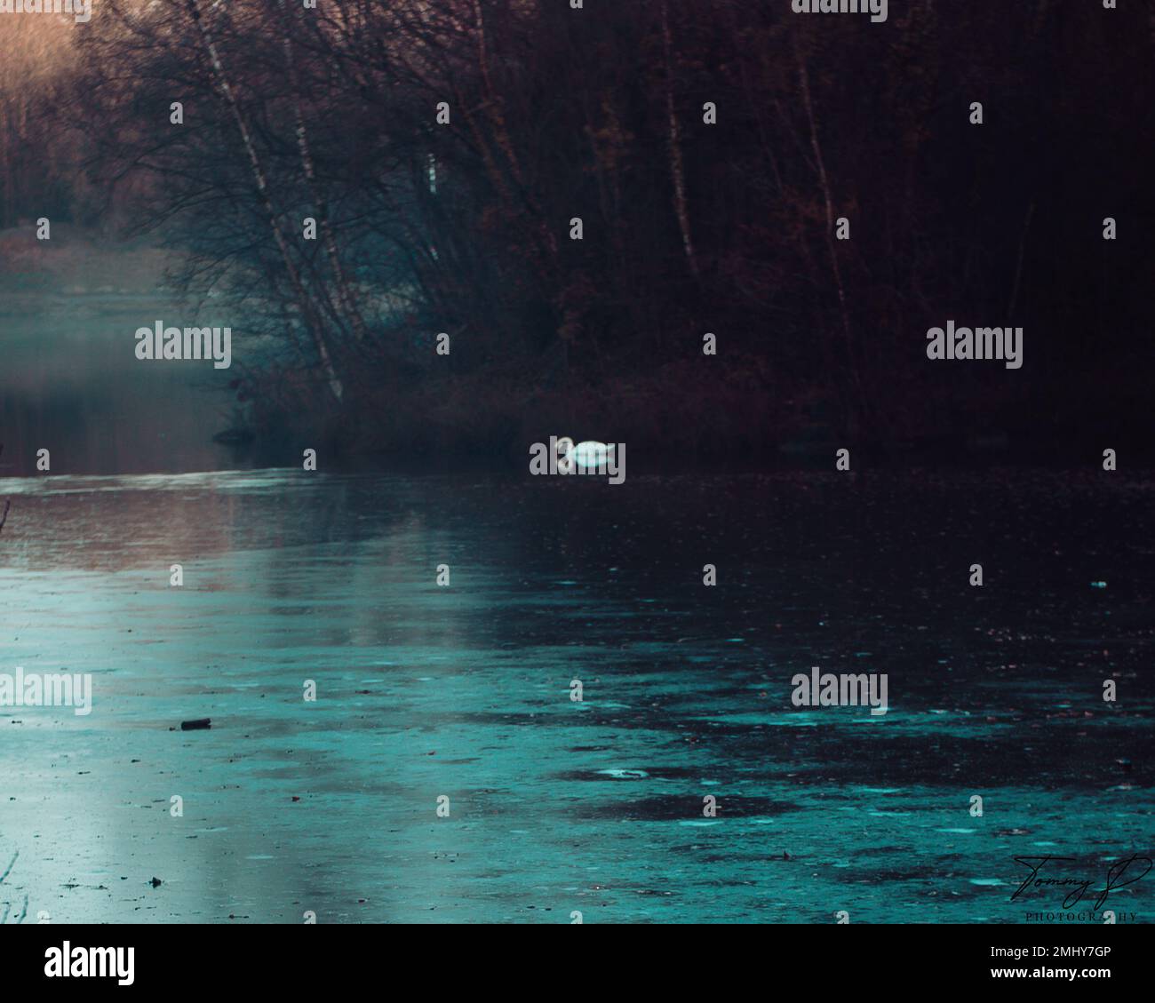 Best swan hi-res stock photography and images - Alamy