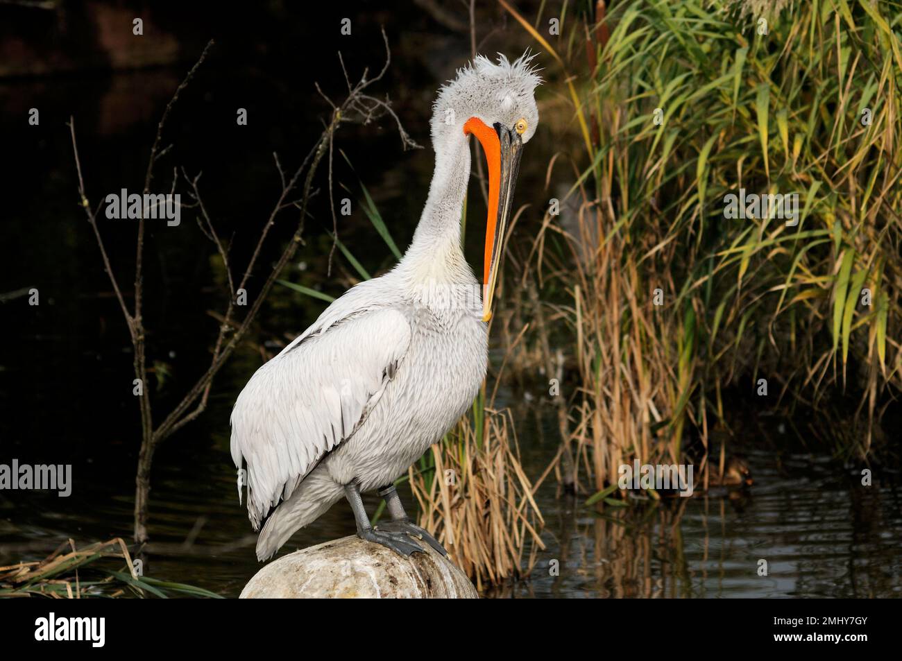 Pelican chick hi-res stock photography and images - Alamy