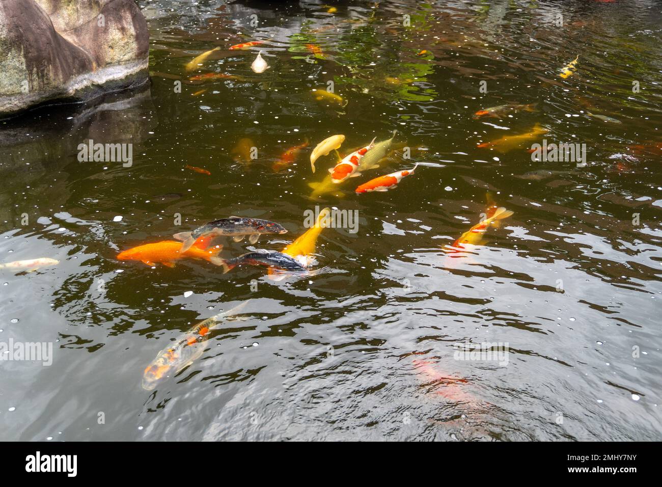 a collection of koi goldfish in a freshwater pond landscape Stock Photo ...