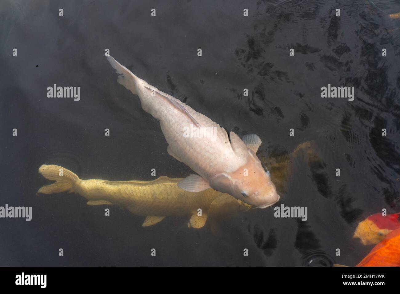 a collection of koi goldfish in a freshwater pond landscape Stock Photo ...