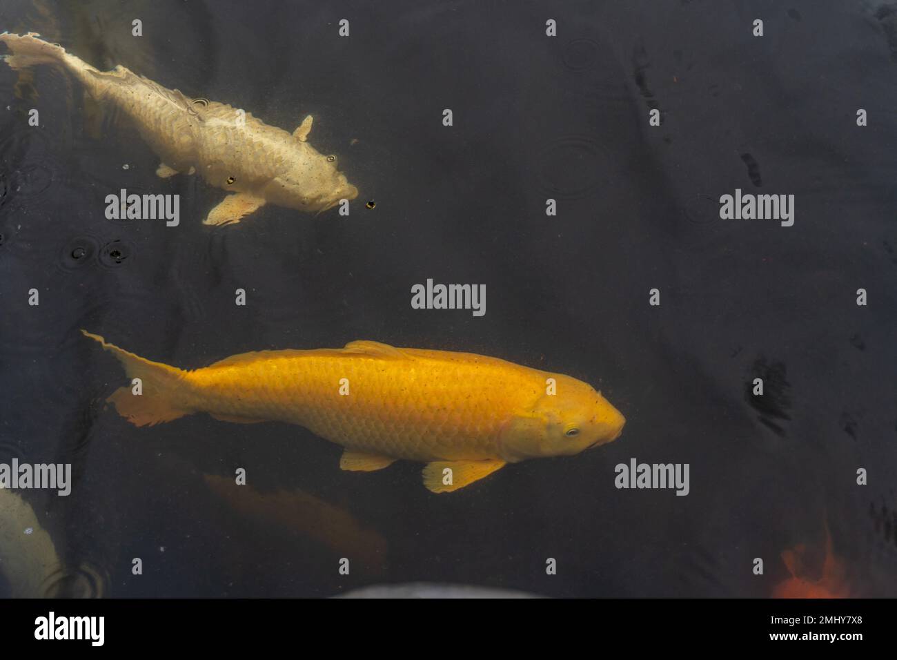 a collection of koi goldfish in a freshwater pond landscape Stock Photo ...