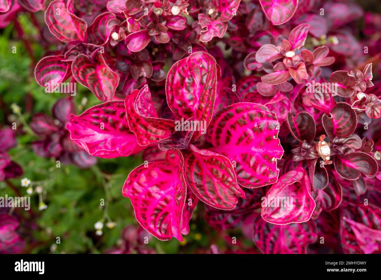 red leafed bush in the middle of nature landscape Stock Photo - Alamy