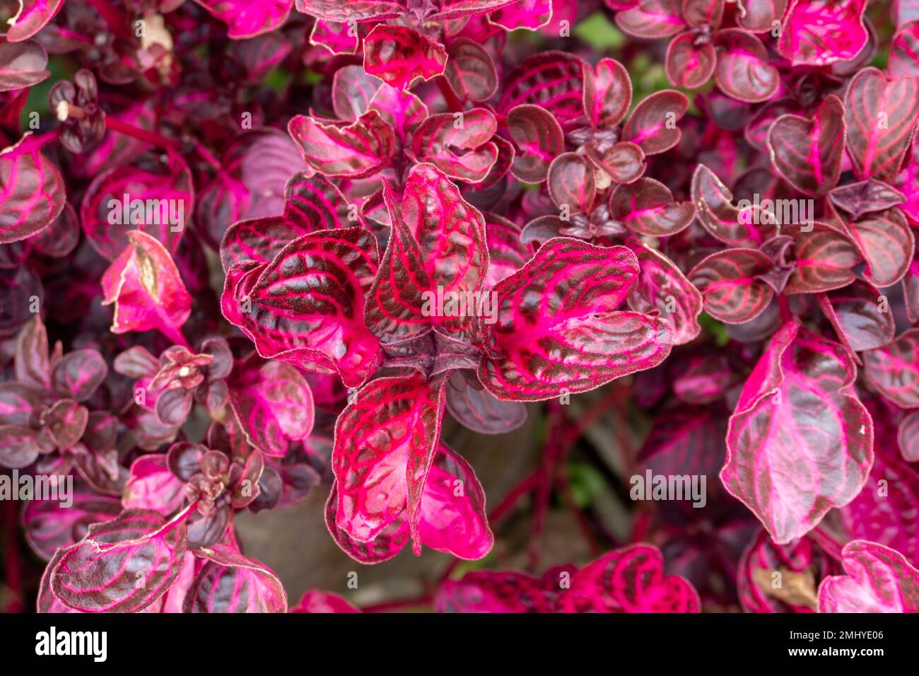 red leafed bush in the middle of nature landscape Stock Photo - Alamy