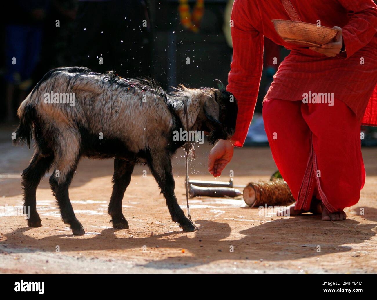 A Hindu priest splashes water on a sacrificial goat as a part of a ...