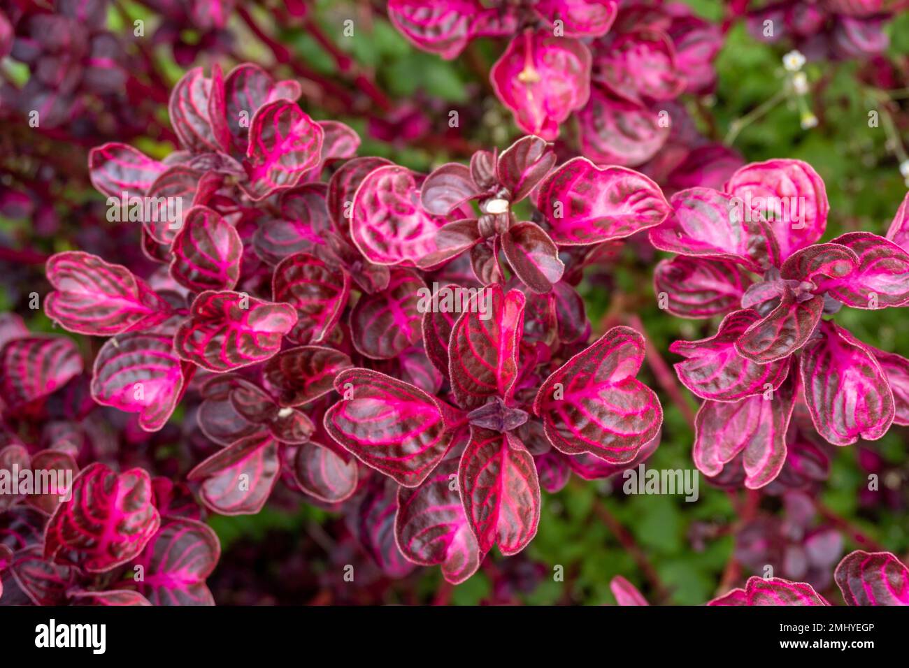 red leafed bush in the middle of nature landscape Stock Photo - Alamy