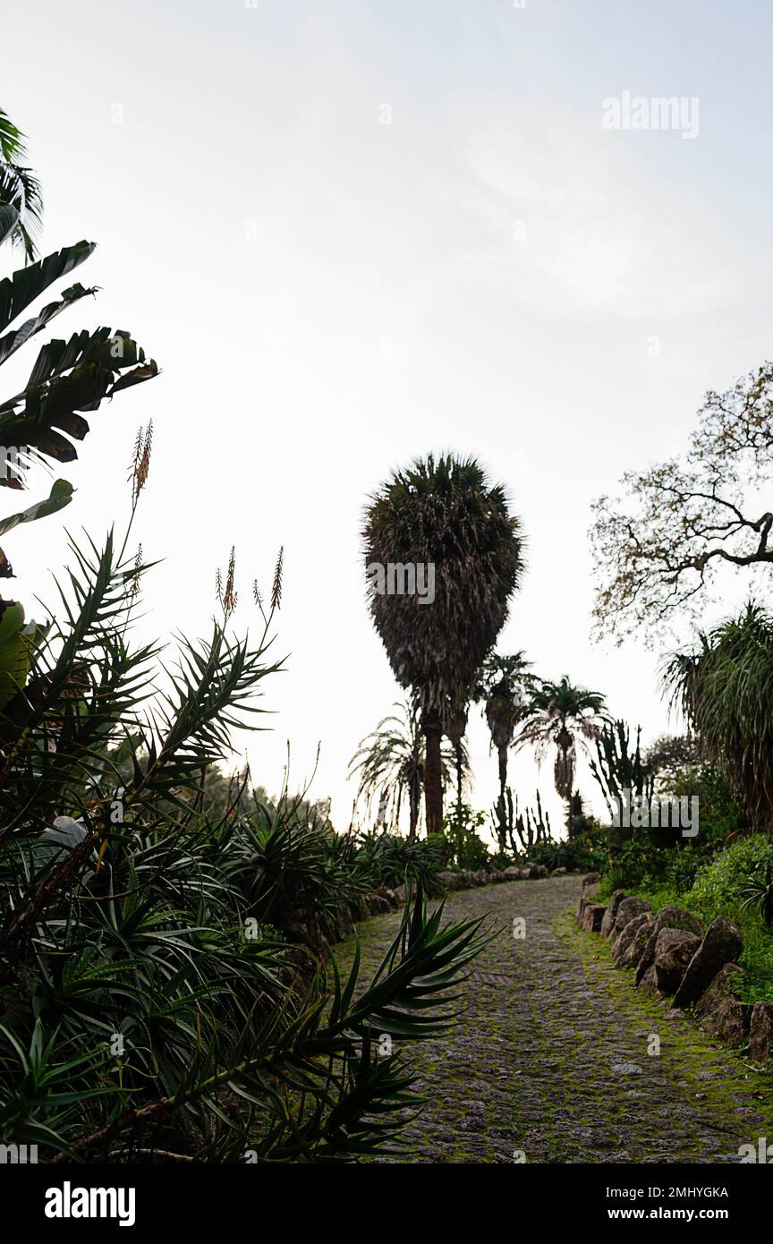 A walk in a tropical botanical garden through dry palm trees and other ...