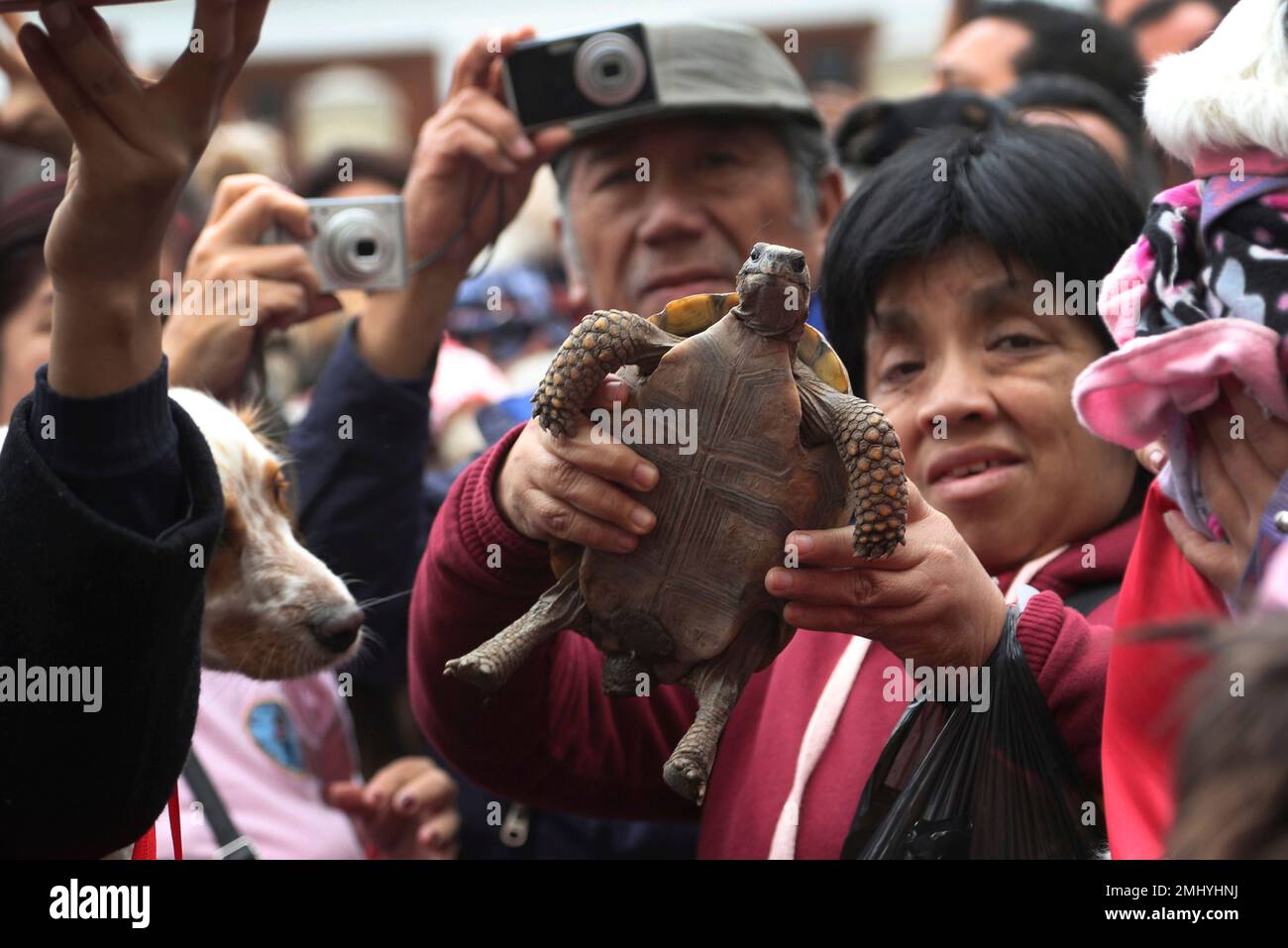 A woman holds up her pet tortoise for a blessing of animals in Lima ...