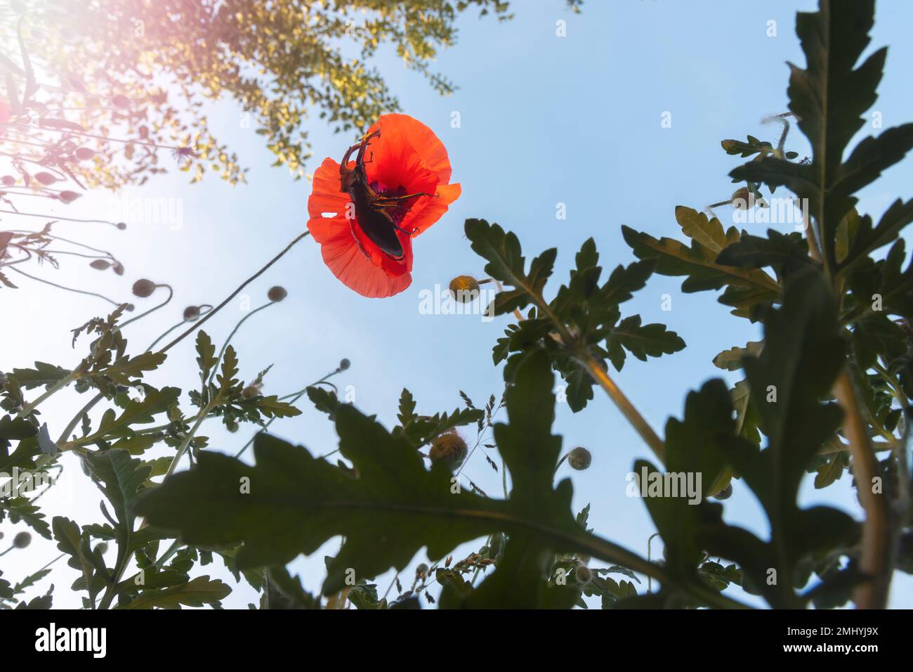 stag beetle on red poppy bottom view Stock Photo - Alamy