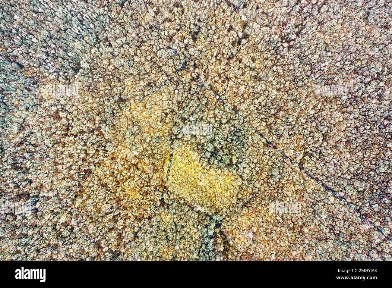 Autumn forest top view. Trees without leaves. Dirt roads in the forest ...