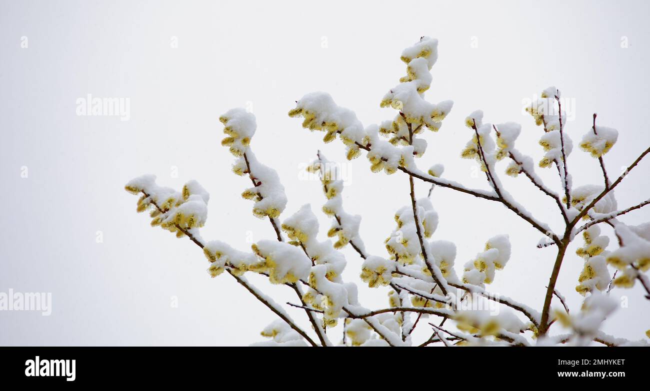 Willow catkins in the snow, cooling in late spring. Dangerous frosts ...