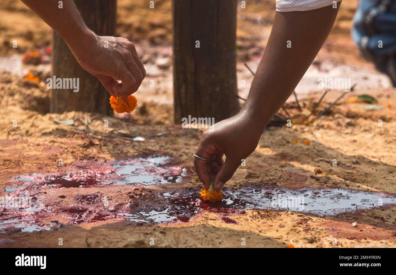 Indian devotees smear marigold flowers with sacrificial blood as part ...