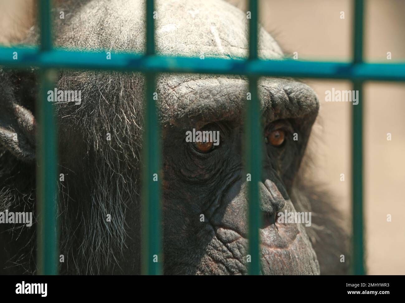 Closeup view of chimpanzee at enclosure in zoo Stock Photo - Alamy