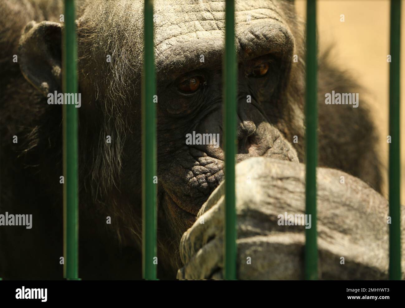 Closeup view of chimpanzee at enclosure in zoo Stock Photo - Alamy