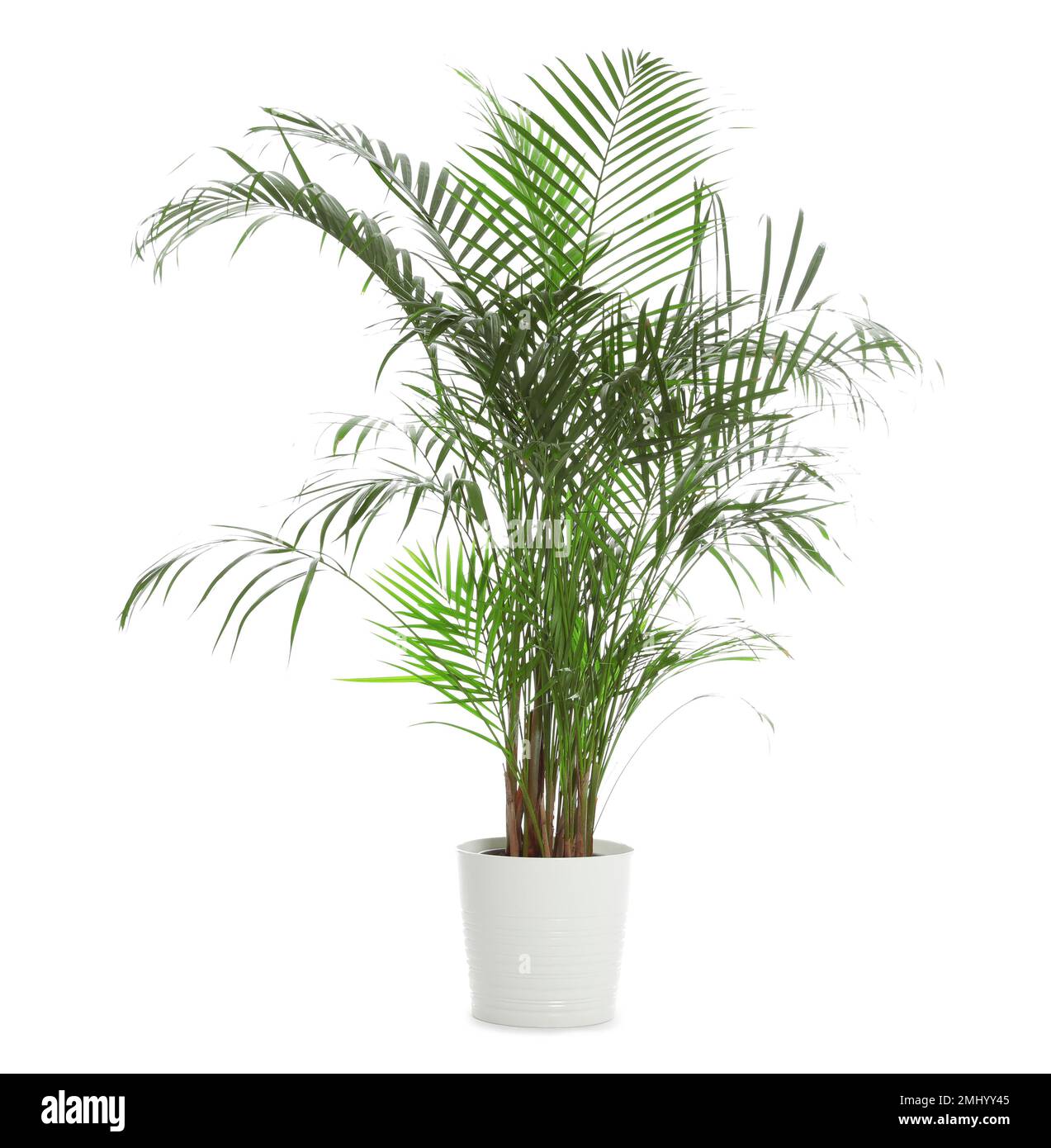 Pot with Ravenea rivularis plant isolated on white. Home decor Stock ...