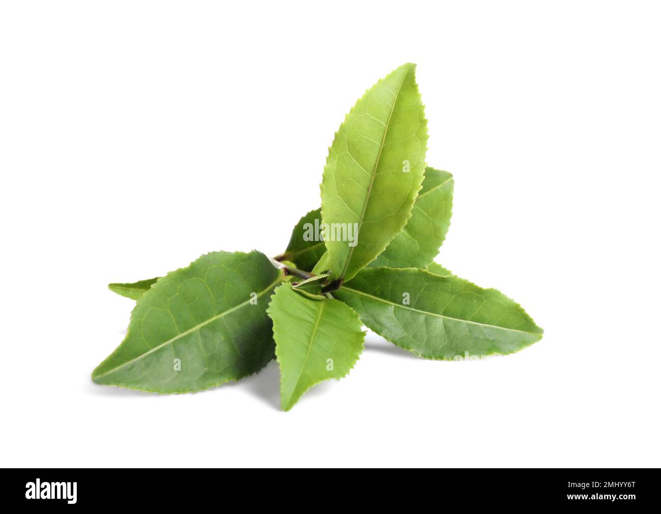 Fresh green tea leaves isolated on white Stock Photo - Alamy