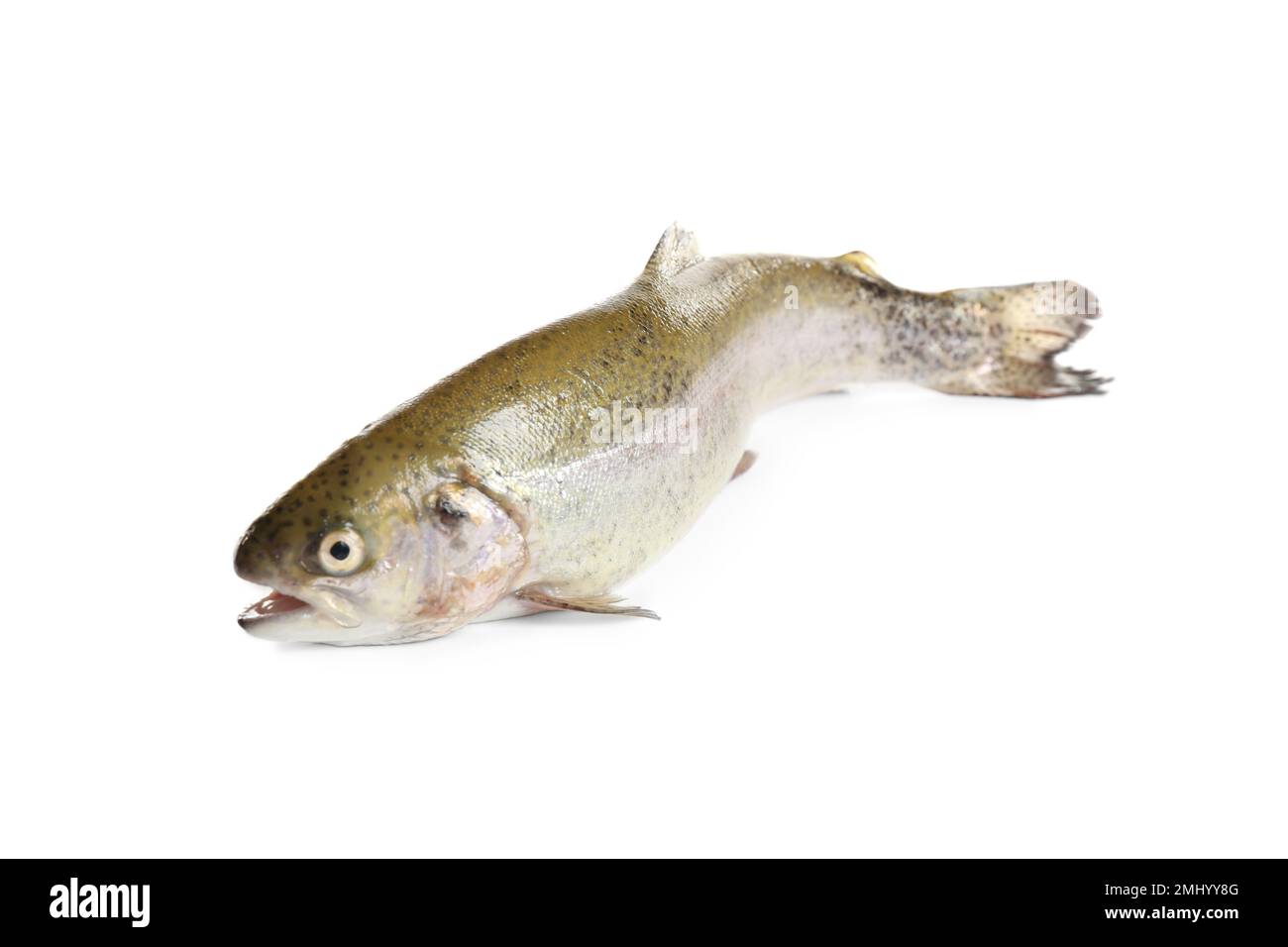 Delicious seafood raw edible Cut Out Stock Images & Pictures - Alamy