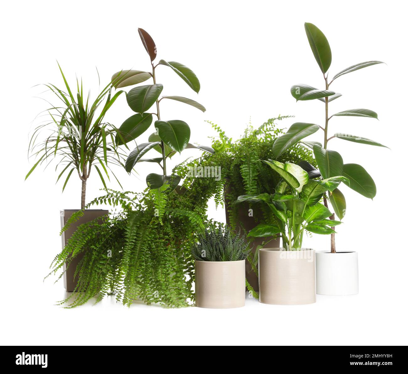 Pots with different exotic plants isolated on white. Home decor Stock ...