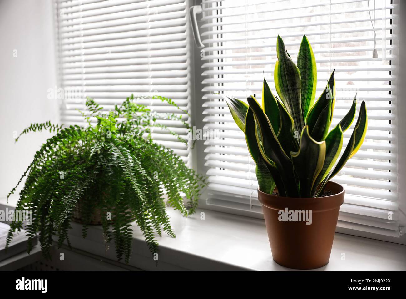 Beautiful plants near window indoors. Home decor Stock Photo - Alamy