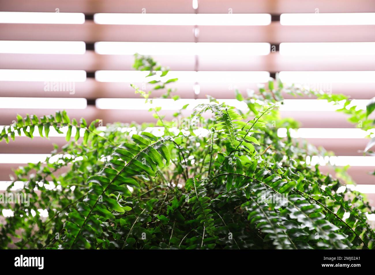 Closeup view of beautiful plant near window. Home decor Stock Photo - Alamy
