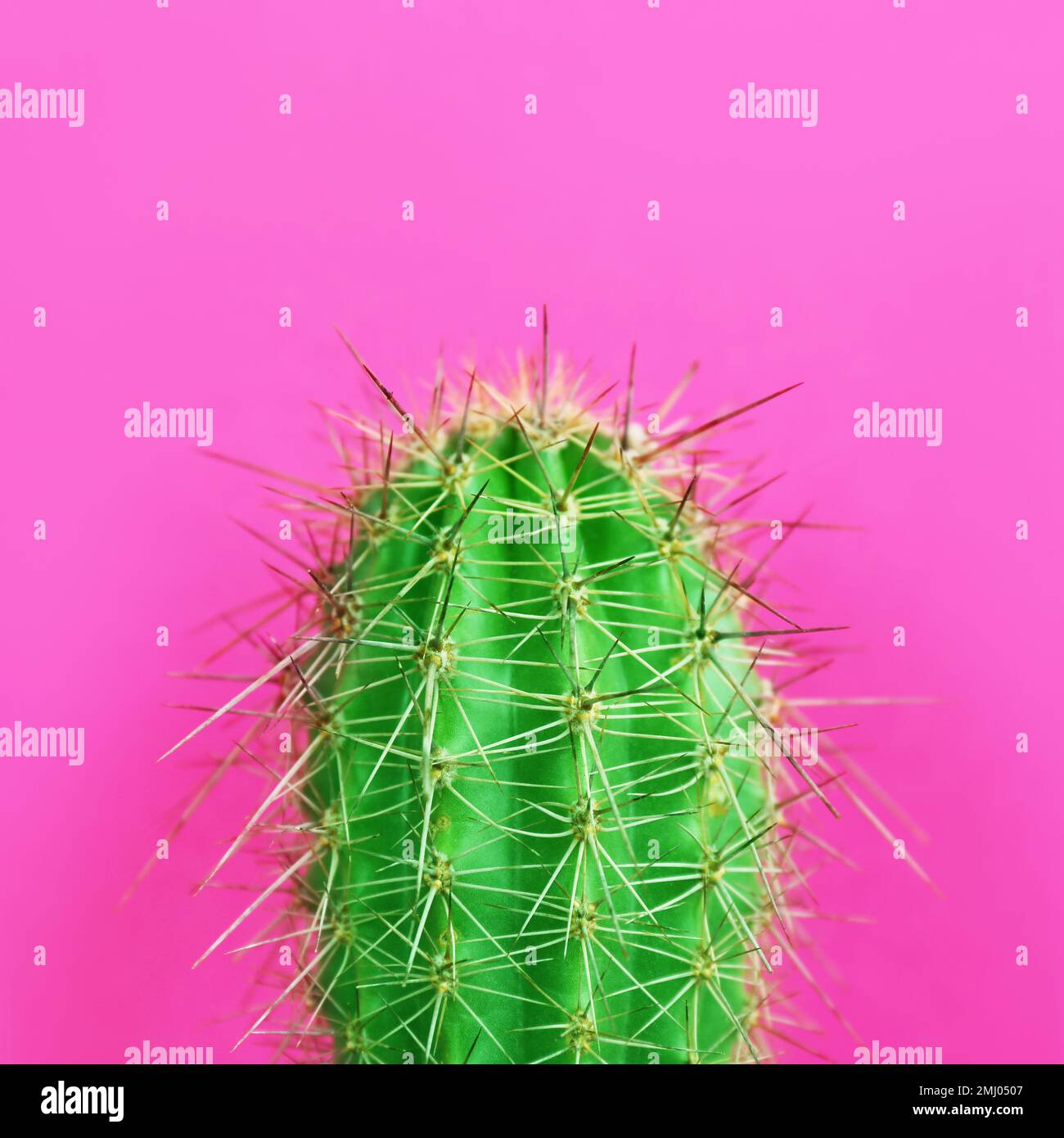 Beautiful bright cactus on pink background, closeup Stock Photo - Alamy