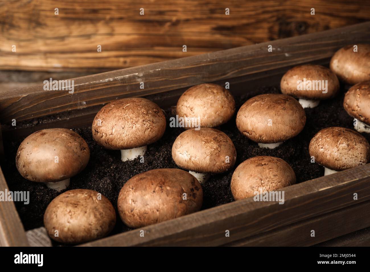 Brown champignons growing on soil in wooden crate. Mushrooms ...