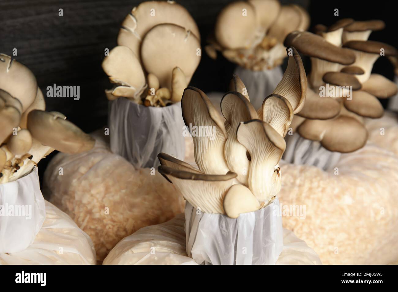 Oyster mushrooms growing in sawdust on dark wooden background. Cultivation of fungi Stock Photo ...