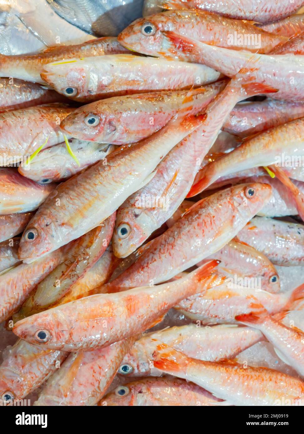 Taichung dajia district hi-res stock photography and images - Alamy