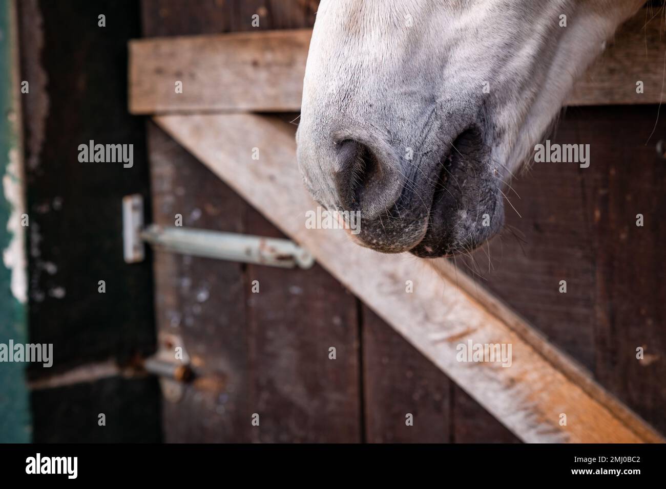 Cute horse nose, details of horses, equine animals, looking out of box ...