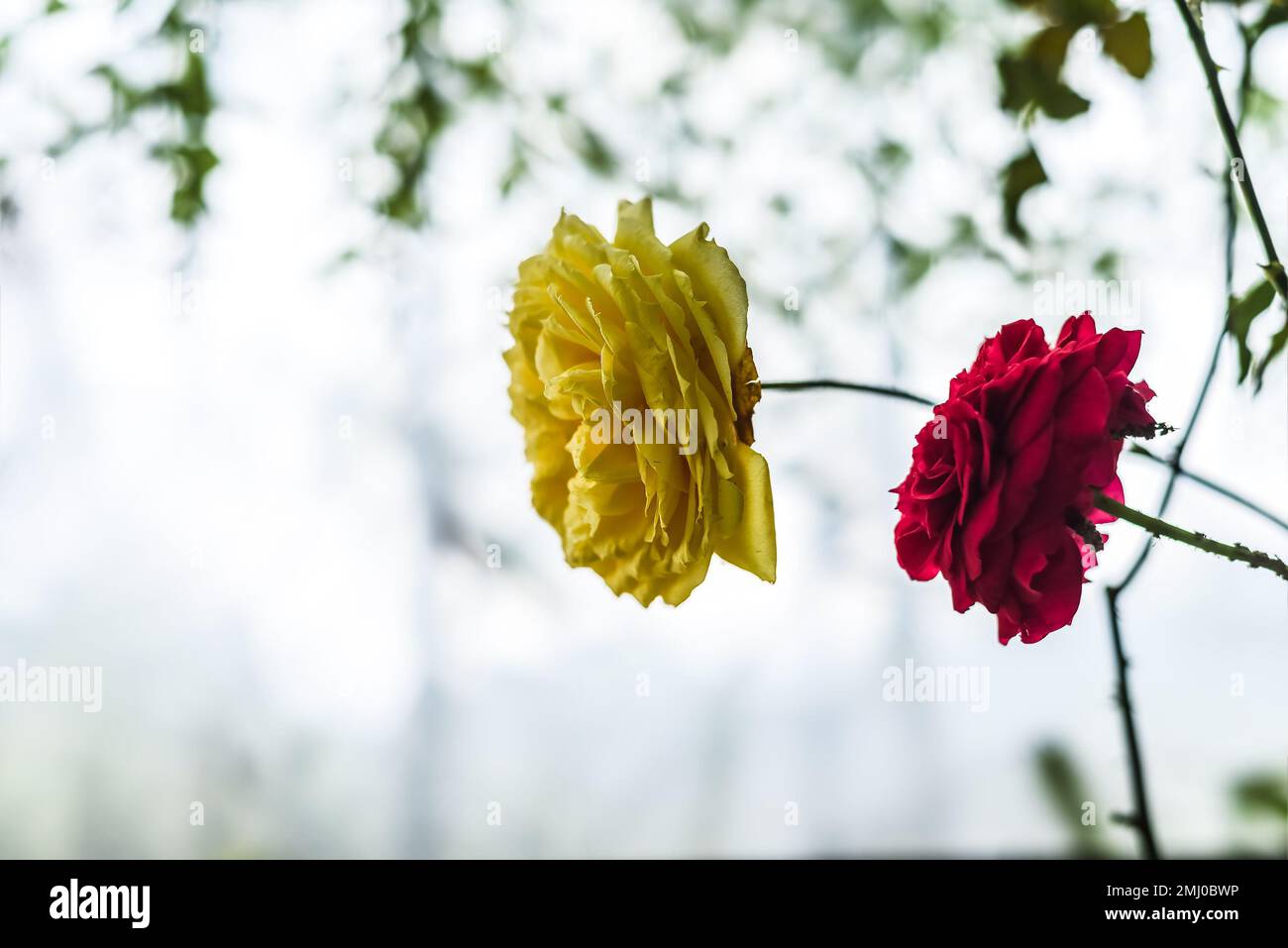 Two beautiful yellow roses hi-res stock photography and images - Alamy