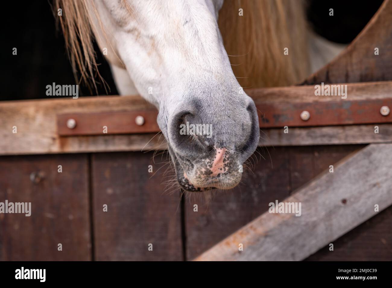 Cute horse nose, details of horses, equine animals, looking out of box ...