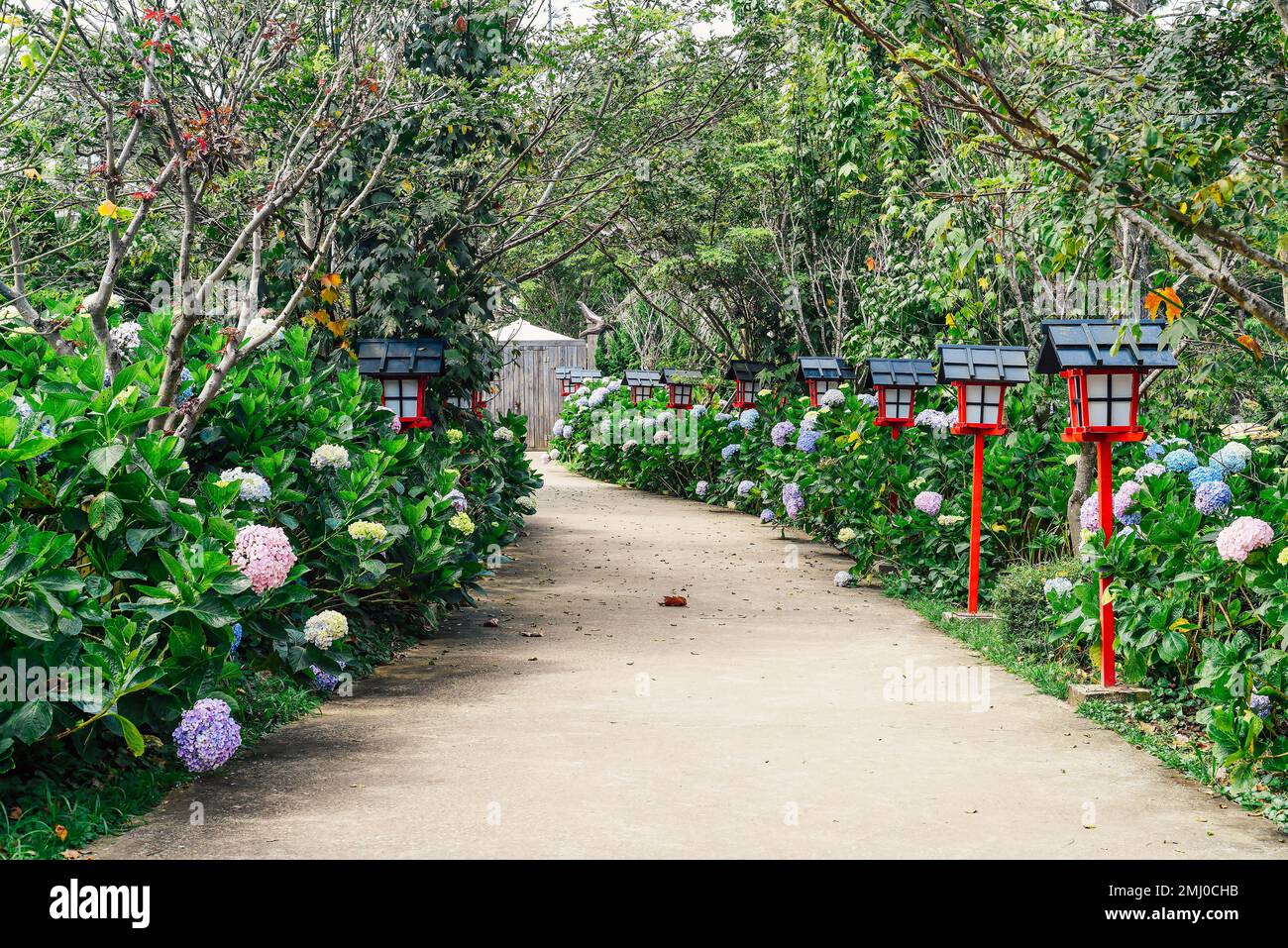 Hydrangea flowers in the city of Da Lat in Vietnam Stock Photo - Alamy