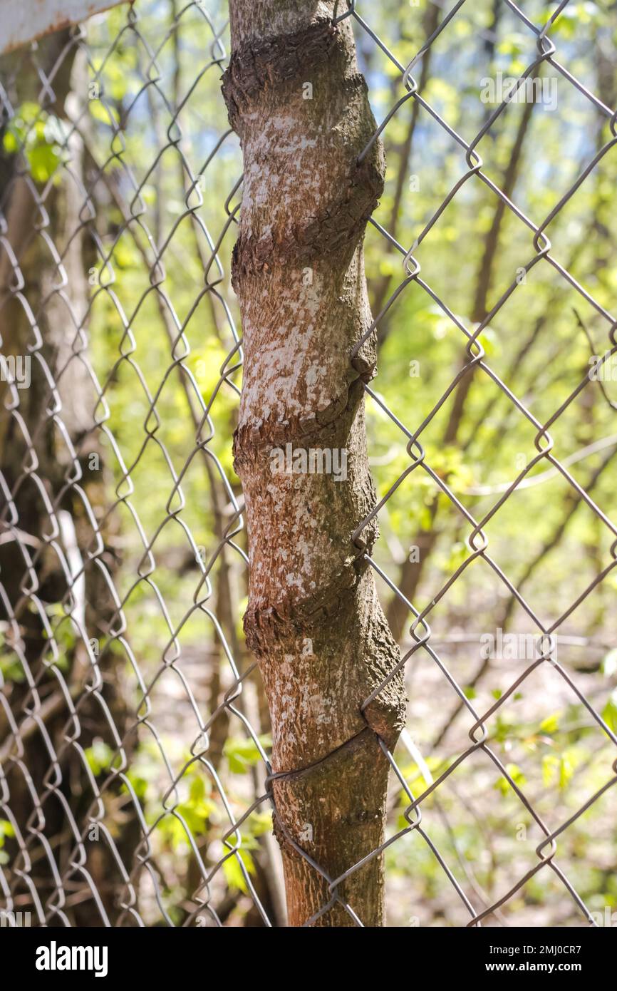 Tree trunk ingrown into a mesh fence Stock Photo - Alamy