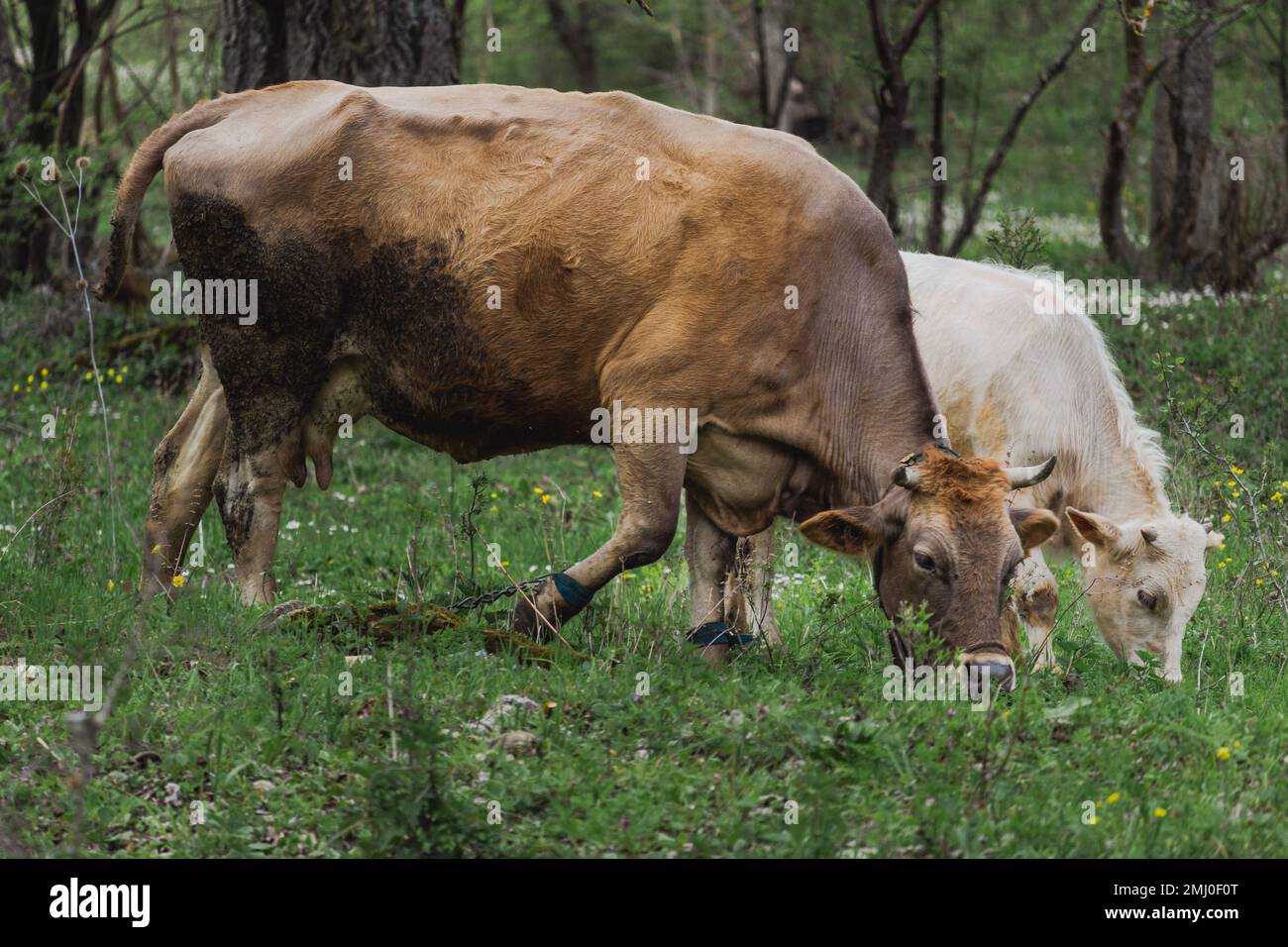 Village medven hi-res stock photography and images - Alamy